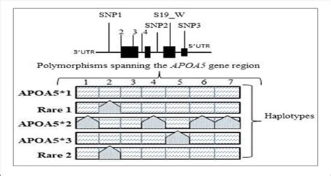 the apoa5 variants and common haplotypes specific apoa5