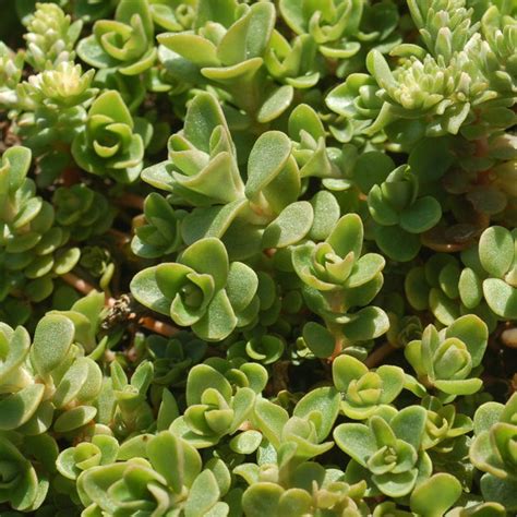 Sedum Ternatum Larinem Park Whorled Stonecrop American Beauties Native Plants