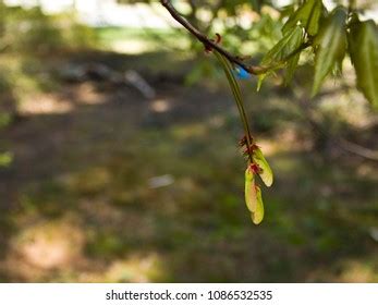 Helicopter Seed Pods Samaras Maple Tree Stock Photo Shutterstock