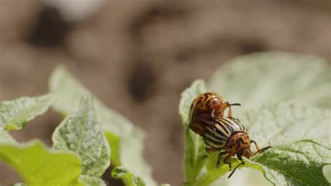 Colorado Beetles Having Sex On Green Leaf Nature Stock Footage Ft Sex And Erotic Envato