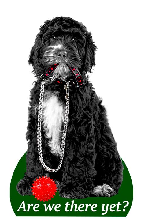 Cockapoo Tuxedo Black T Car Air Fresheners X 2 Pcs Etsy Uk