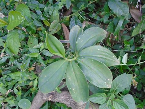 Sabores Do Mato Pancs E Plantas Medicinais Cana Do Brejo Canarana