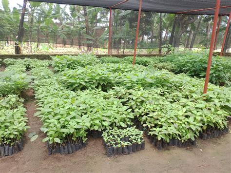 Share Opportunity Uganda Establishes Tree Nursery Beds In Bugisu East News Uganda