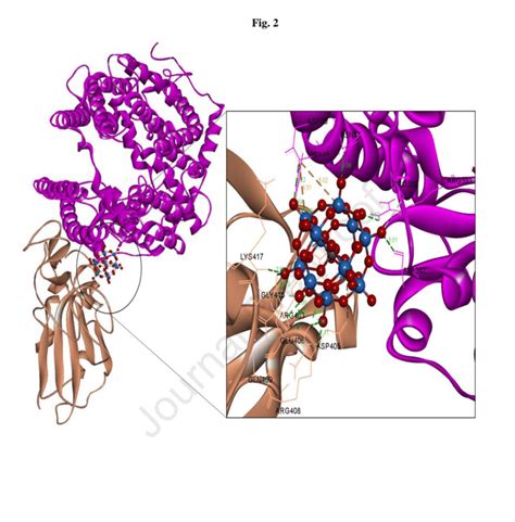 Molecular Docking Perspective Of Pom Ace2 Rbd Download Scientific