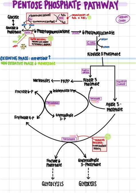 Pentose Phosphate Pathway Study Sheet Etsy