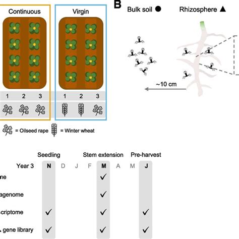 Overview Of Sampling Strategy A Schematic Of Sampled Crop Rotation
