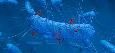 Phages More Versatile Than Previously Thought