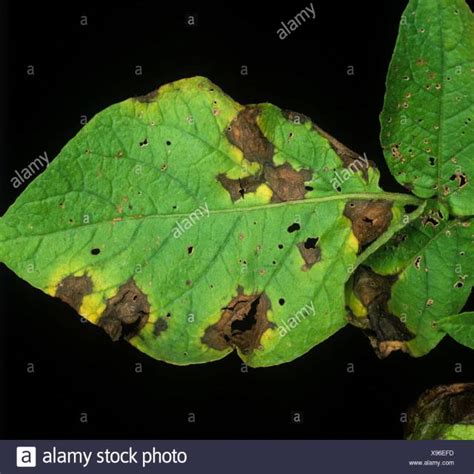 Gdmmerge Object Detection Model By Yolo Datasets