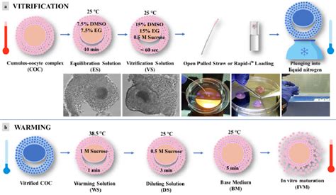 Schematic Representation Of Vitrification Protocol For Pre Pubertal