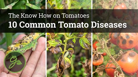Hydroponic Tomato Pests And Diseases