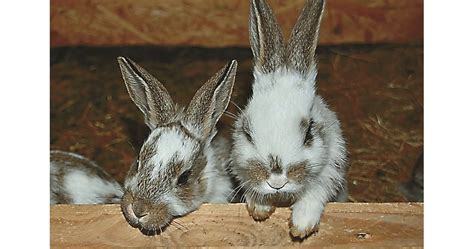 Как да избегнете дефицита от витамини и микроелементи за зайци Български Фермер