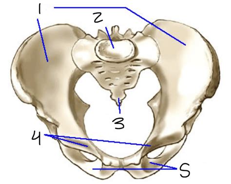 Pelvic Bones Diagram Quizlet