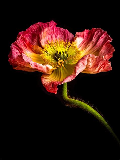 Pink And Yellow Flower On Black Background