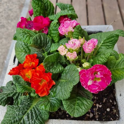 강강수월래 이른 봄맞이 봄꽃이 나왔나 싶어 들린 화원에 수줍게 이른 봄꽃 몇몇이 나와 있어요 아직은 좀 이른 감이 있지만 고 예쁜 녀석을 그냥 안녕 못하고 데려왔네요