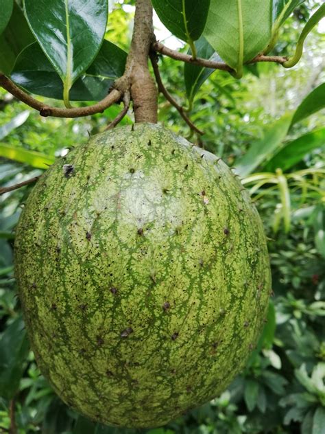 刺果番荔枝，阿娜娜，交流平台 一種非常神奇的水果，刺果番茘枝（阿娜娜）現在已成熟 果實 純果肉 枝葉 種苗 Facebook