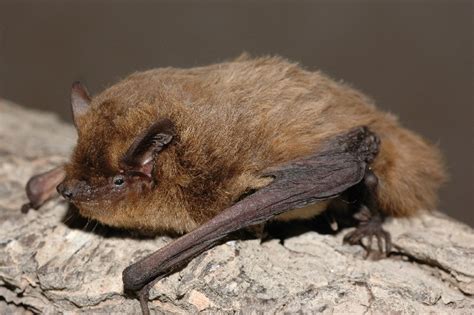 New Publication Acoustic Exploration Is A Repeatable Behavioral Response In Migratory Bats Dr