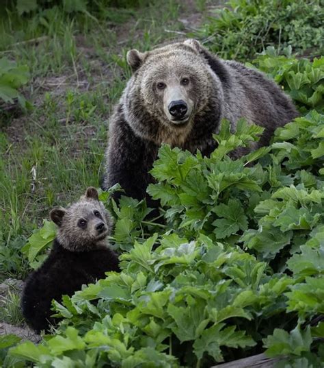 Grizzly Link Included Yellowstone Queen Raspberry And Her Cub Of