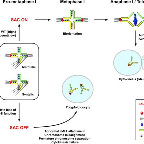 The Subcellular Localization Of Aurora C And Its Possible Functions In