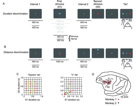 Task Stimulus Durations And Sampled Areas A Duration Task B