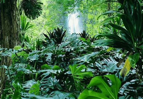 Waterfall In Tropical Forest Hd Wallpaper Sfondo 1920x1338
