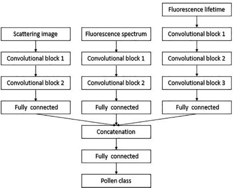 Neural Network For Pollen Classification In Novi Sad Using All Three Download Scientific