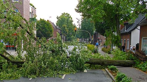 Why Do I Need A Tree Hazard Assessment