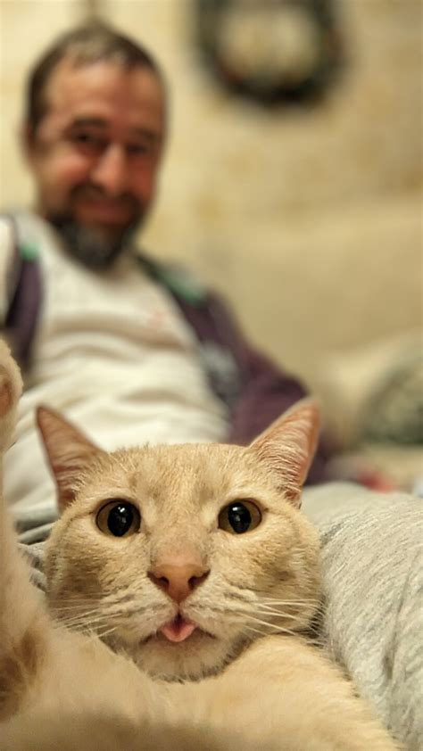 кот селфи Safereactor