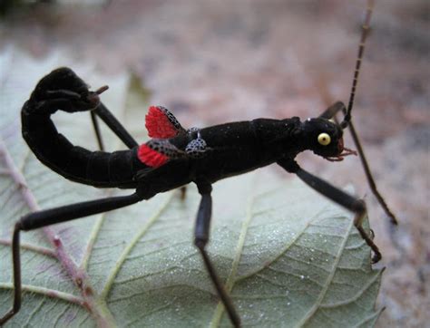 Tywkiwdbi Tai Wiki Widbee Black Beauty Stick Insect