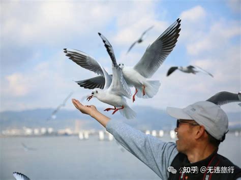 昆明观鸥哪里去滇池海埂大坝最合适附美图攻略 知乎