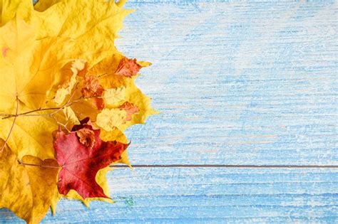 빨간색과 노란색 건조 단풍 나무 잎과 파란색 나무 테이블이나 배경에 나뭇 가지가 가을 아이들의 창의력과 공예를위한 가을 재료 텍스트 공간 0명에 대한 스톡 사진 및 기타