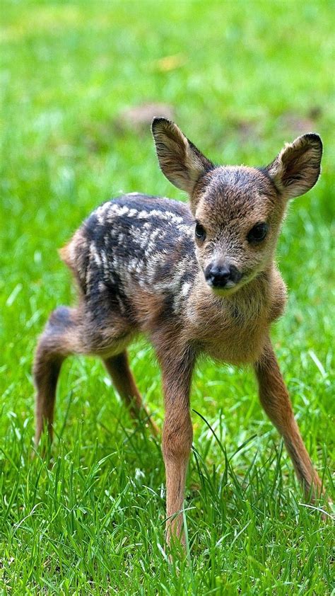 Fawn Standing