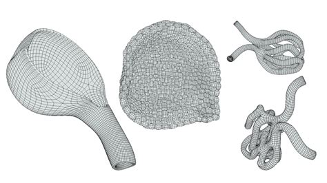 Glomerulus Anatomy 3d Model