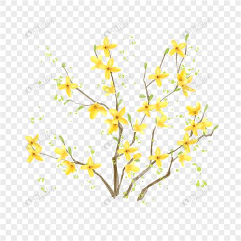 水彩花卉植物连翘花元素素材下载 正版素材402070972 摄图网