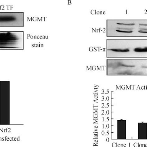 Nrf2 Upregulation Of Mgmt Expression In Mcf 7 And Ht29 Cells A