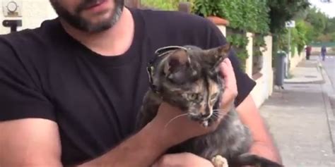 Toulouse Une Chatte De Cinq Mois Retrouvée à Près De 600 Km De Chez Elle