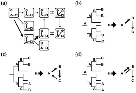 Macro Evolutionary Pathways A Macro Evolutionary Pathways B D Download Scientific Diagram