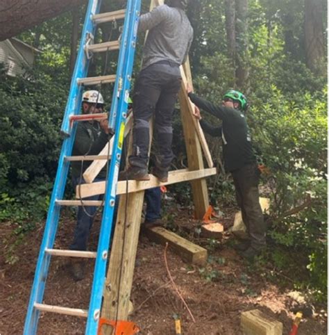 Treescaffold Systems Vertical Forestry