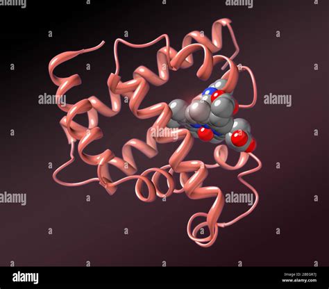 Myoglobin Stock Photo Alamy