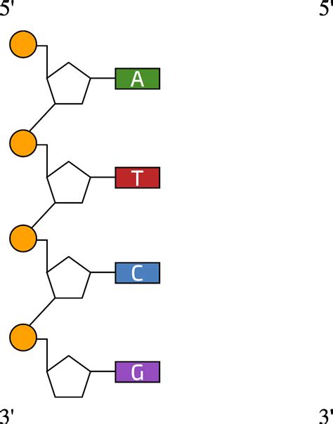 Sugar Phosphate Backbone