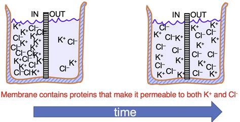 Membrane Potentials Physiology