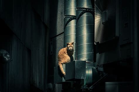 路地の奥 GANREF