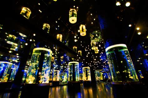 テーマは星空の海のクリスマスパーティーマクセル アクアパーク品川にてNAKED STAR AQUARIUM ネイキッドスター