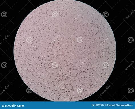 The Leaf Epidermis Under Light Microscope View Has Small Pores Called Stomata Stock Image