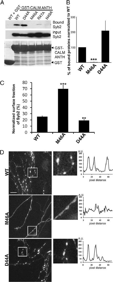 Snare Motif Dependent Endocytic Sorting Of Synaptobrevin 2 A