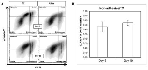 Megakaryocyte Polyploidization And Proplatelet Formation In Low Attachment Conditions