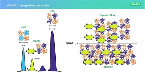 The Impact Of Elevated Hemoglobin F Hbf On Hba1c Results Youtube