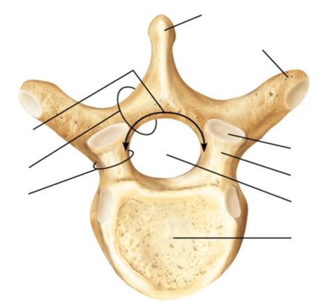 Typical Vertebrae Superior View Diagram Quizlet