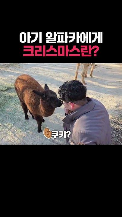 아기 알파카의 크리스마스 선물 반응은 Youtube