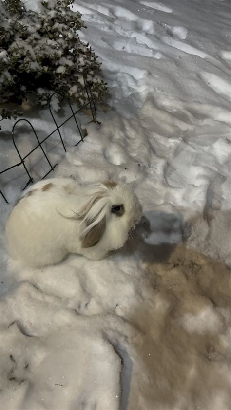 Had To Post Another Snow Binky Of Toasters As This Is The Best Binky