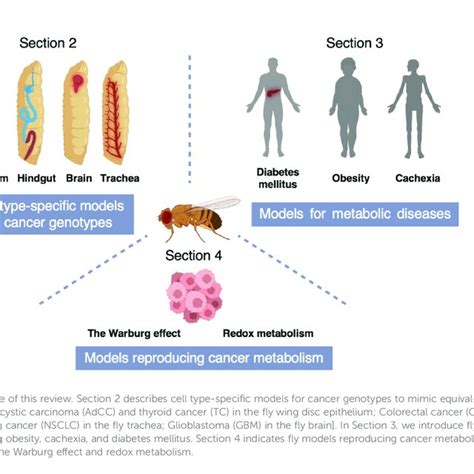 Drosophila Models Reproducing Cancer Metabolism Download Scientific